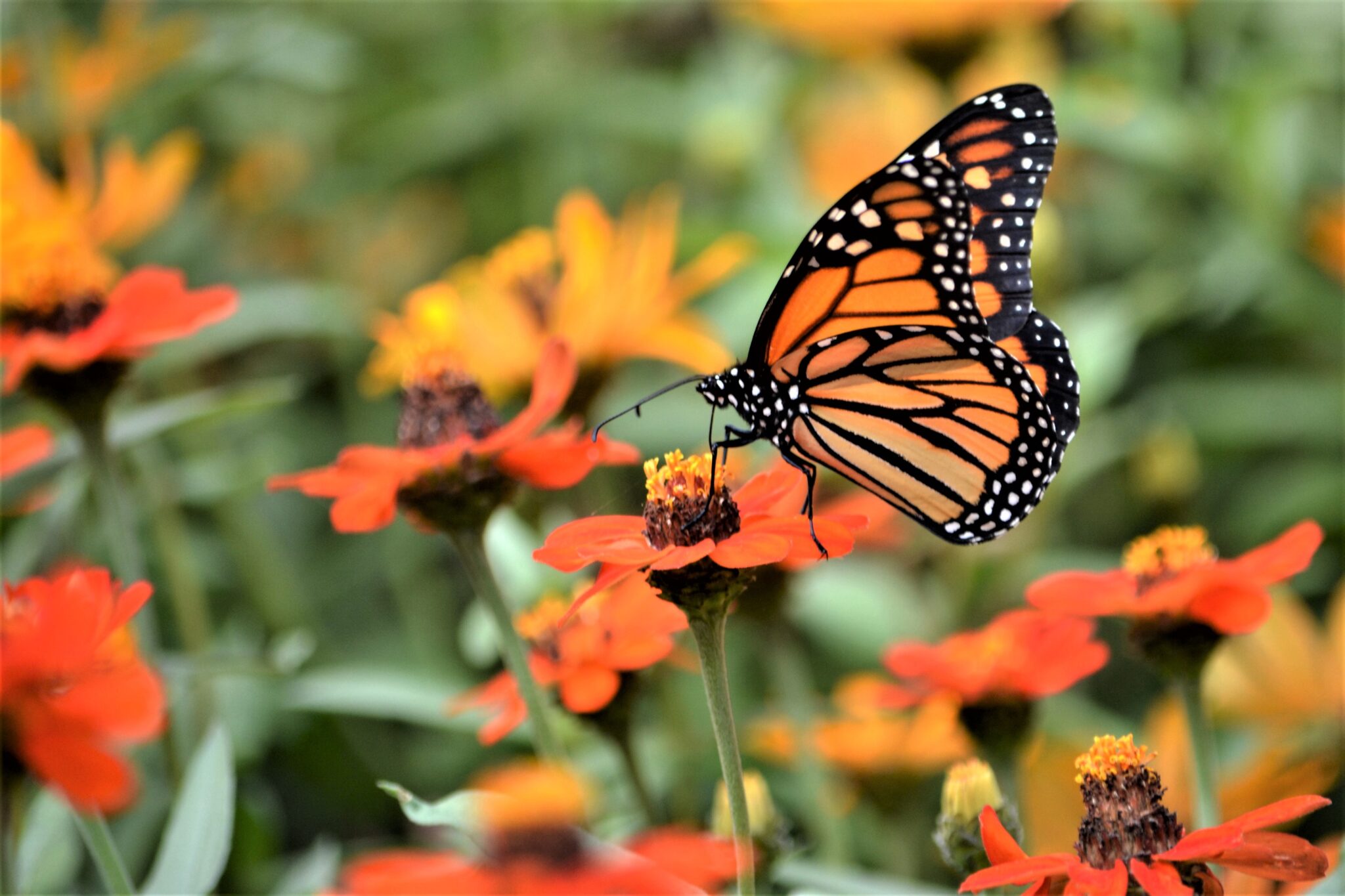 Migración de la mariposa monarca: de Canadá a México